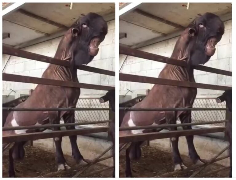 Damascus Goat - the UGLIEST animal in the world? - DNB Stories Africa