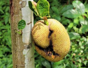 Igbo names of different Nigerian fruits - DNB Stories Africa