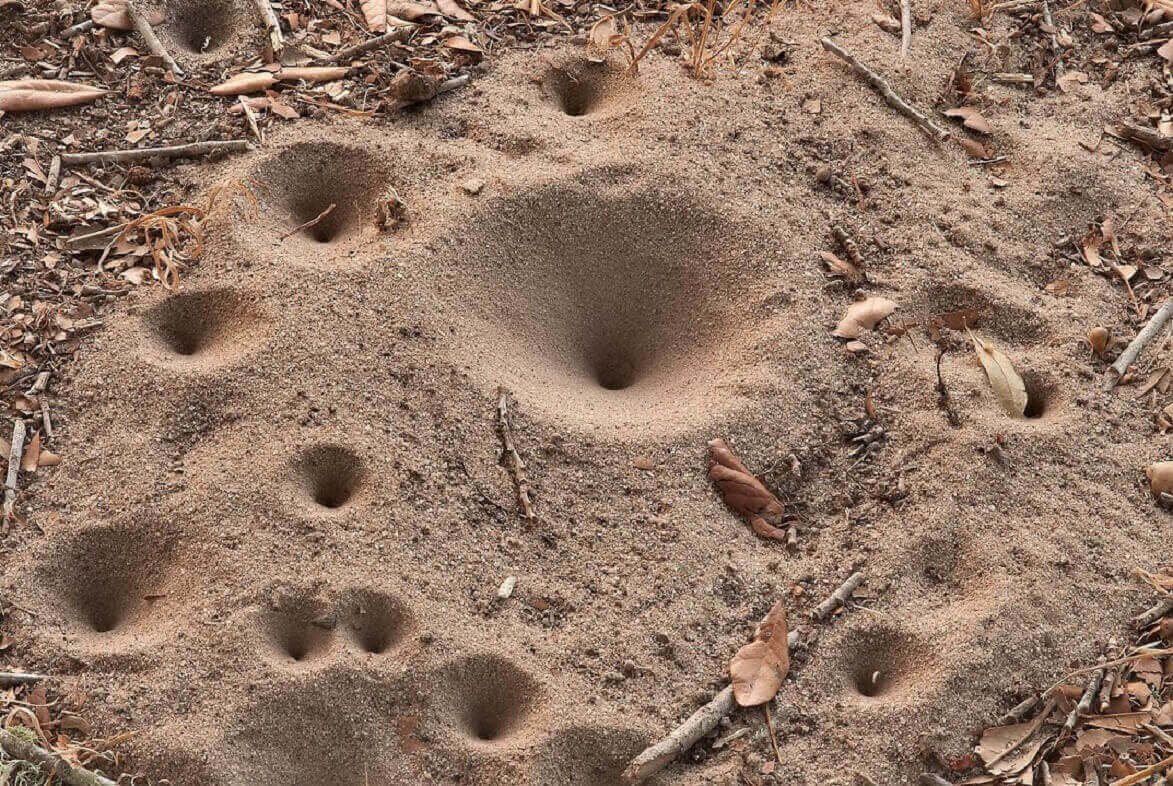 This is the insect called 'Kpukpunkpu Ogene' or Kuluso in Nigeria - DNB ...