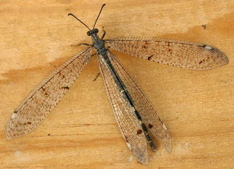 This is the insect called 'Kpukpunkpu Ogene' or Kuluso in Nigeria - DNB ...