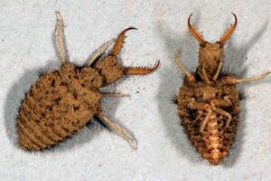 This is the insect called 'Kpukpunkpu Ogene' or Kuluso in Nigeria - DNB ...