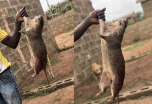 Nigerian man celebrates grasscutter 'nchi' caught by his local dog ...