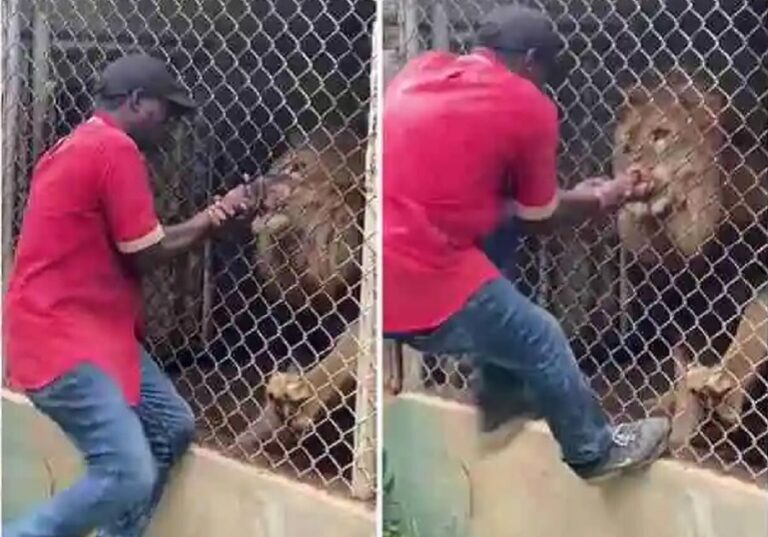 VIDEO: Lion bites off man's finger at Jamaica Zoo - DNB Stories Africa VIDEO: Lion bites off man's finger at Jamaica Zoo - DNB Stories Africa