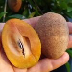 Top 8 sweetest fruits in the world - DNB Stories Africa