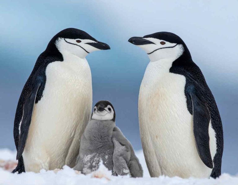 Roy and Silo— Gay Penguin Couple That Raised a Chick in a Zoo - DNB ...