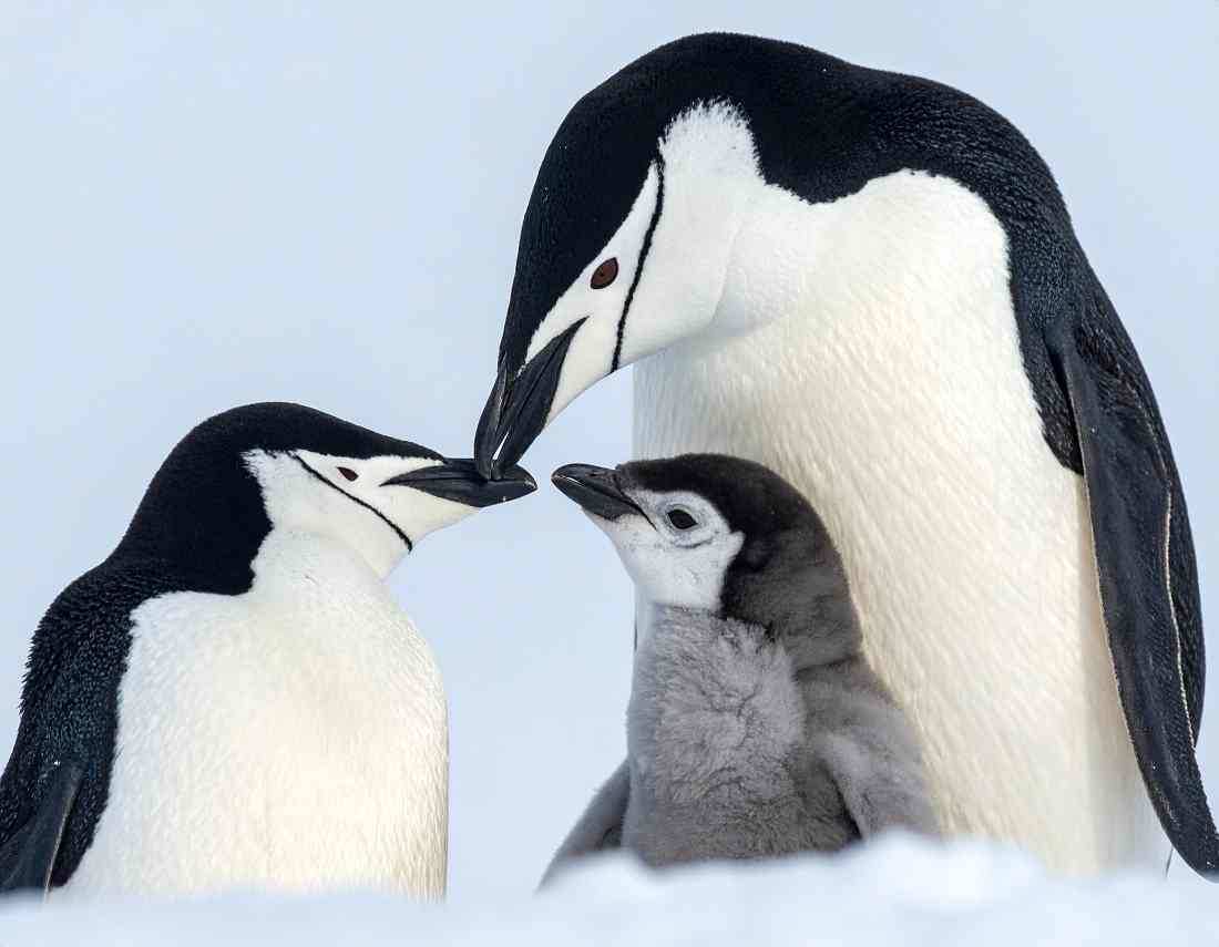 Roy and Silo— Gay Penguin Couple That Raised a Chick in a Zoo - DNB ...