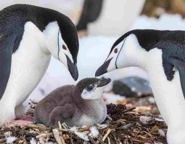 Roy and Silo— Gay Penguin Couple That Raised a Chick in a Zoo - DNB ...